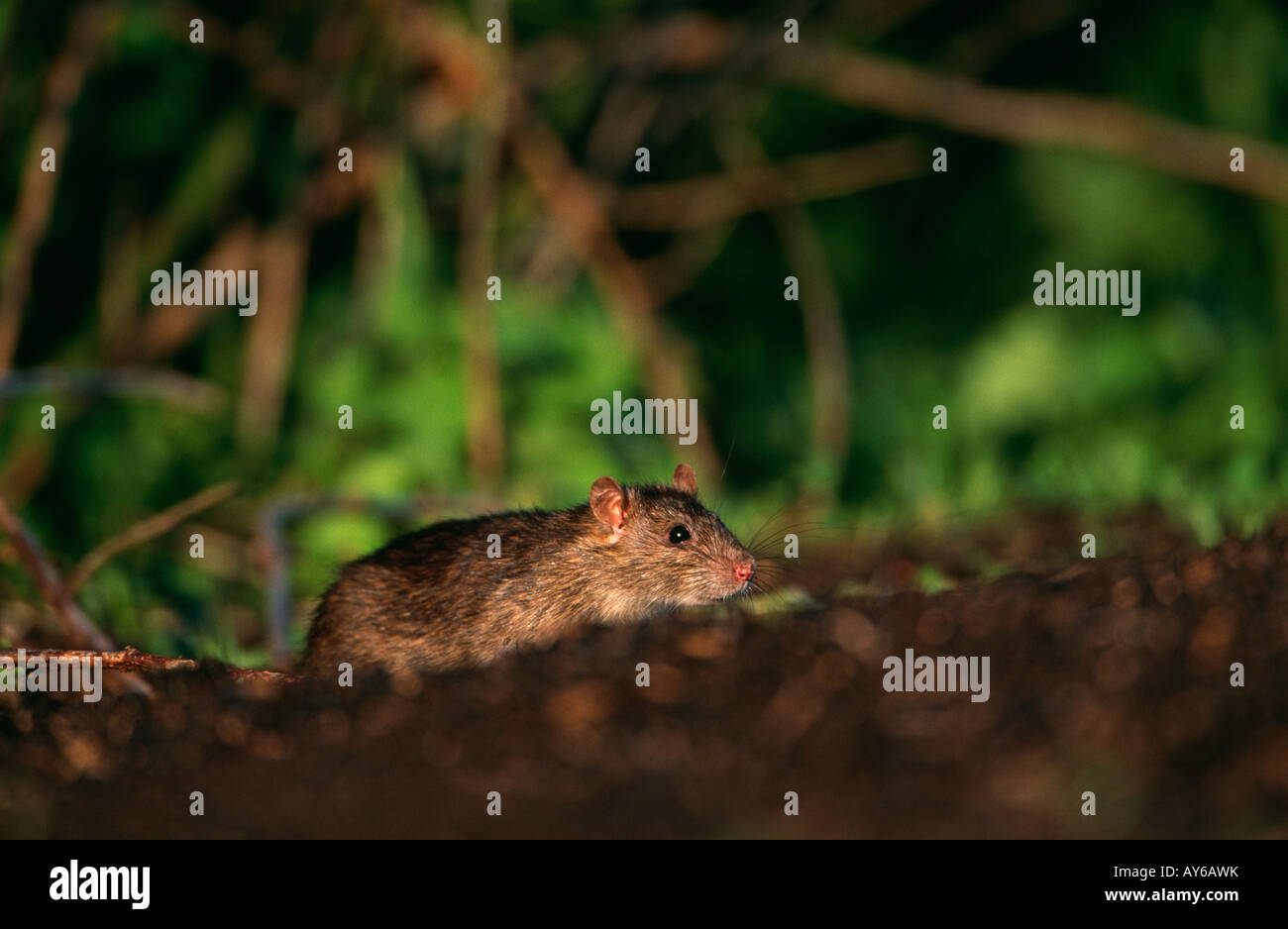 Brown Rat on open ground Stock Photo - Alamy