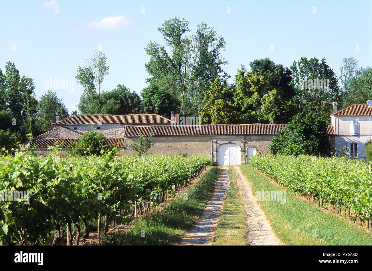 Charente Grande Champagne région de Cognac Stock Photo - Alamy