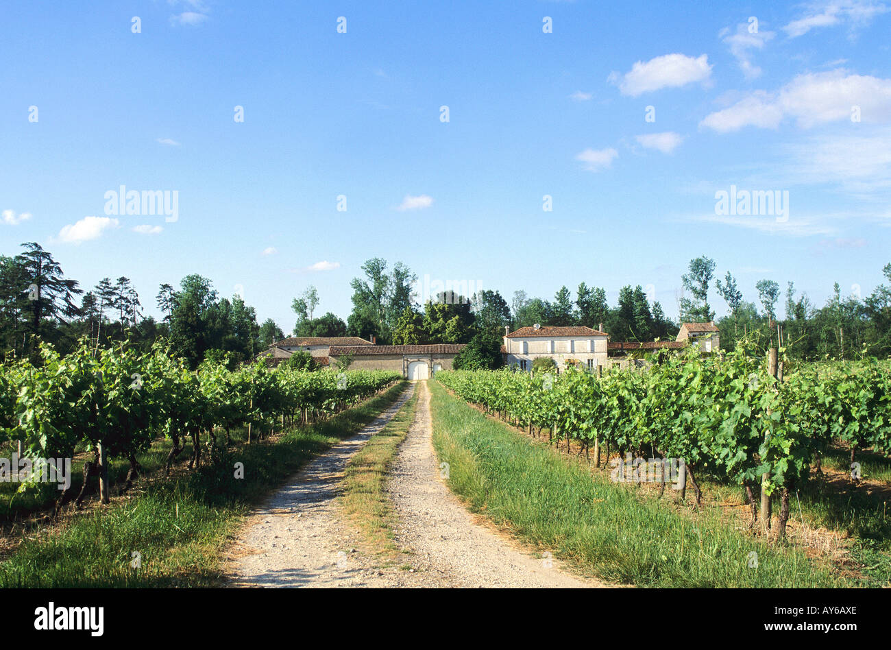 Charente Grande Champagne Région de Cognac Stock Photo - Alamy