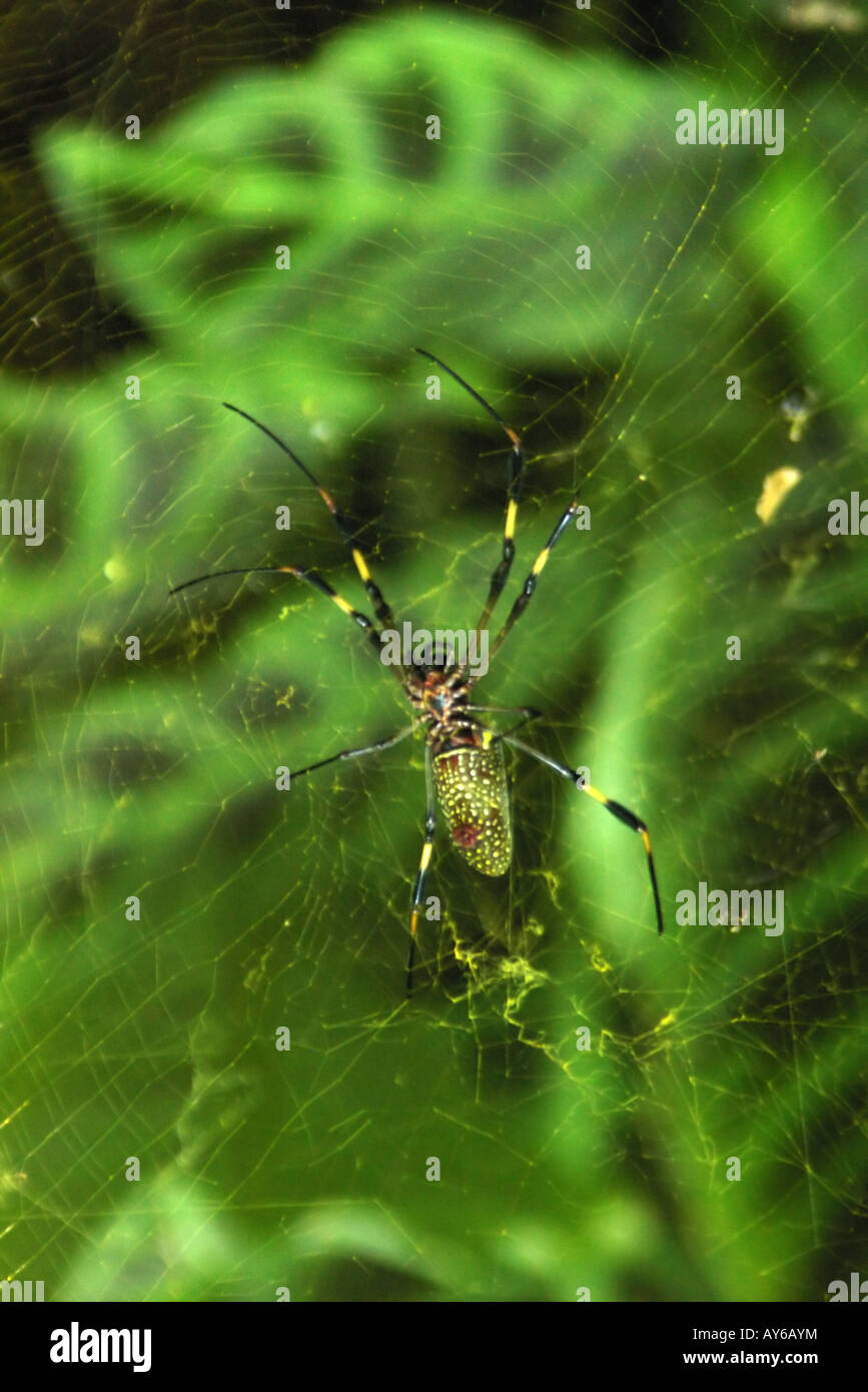 Golden orb spider (Nephila sp Stock Photo - Alamy