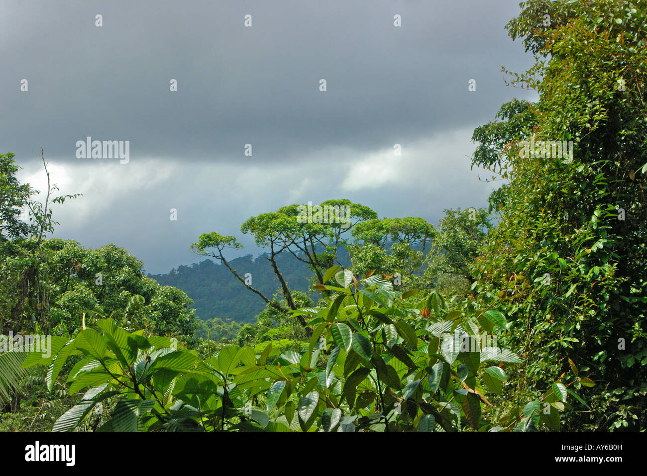 Rain forest canopy in Costa Rica Stock Photo - Alamy