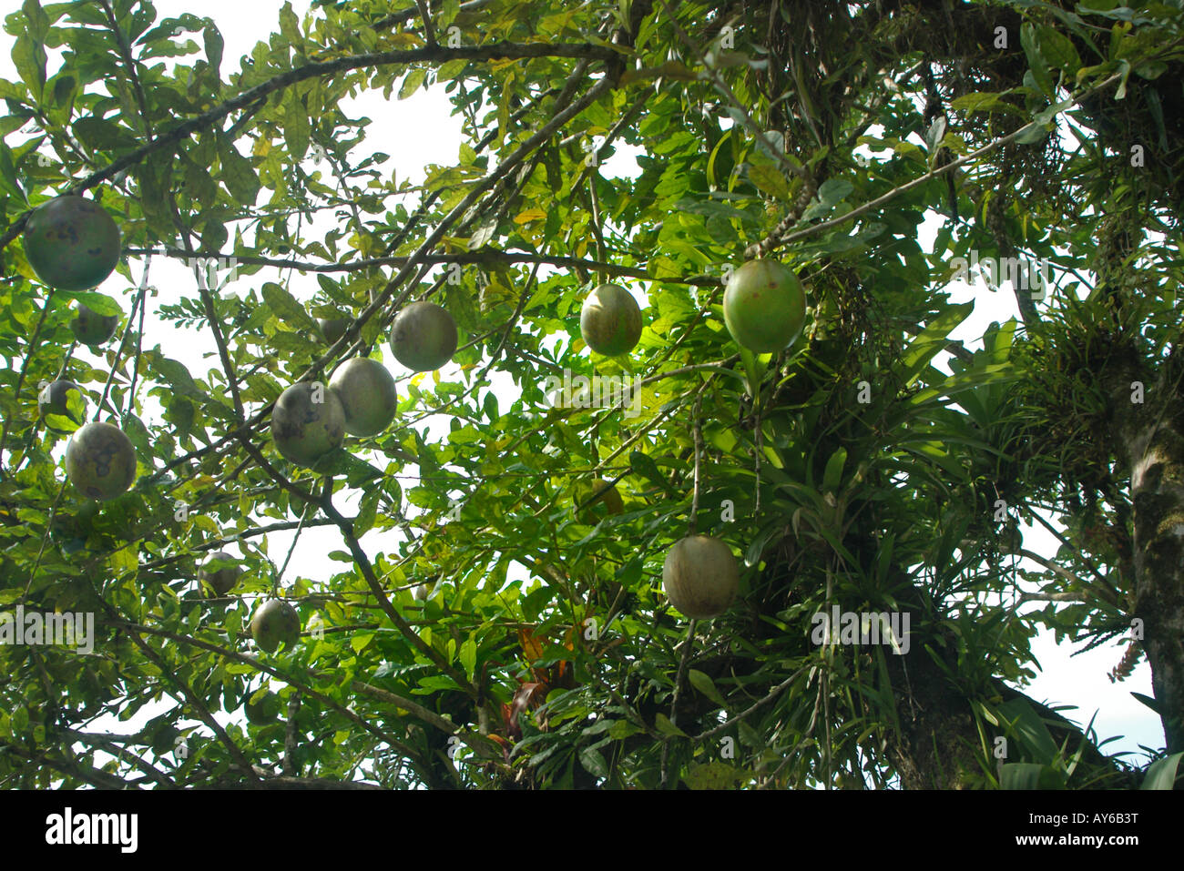 Gourd gourd tree hi-res stock photography and images - Alamy