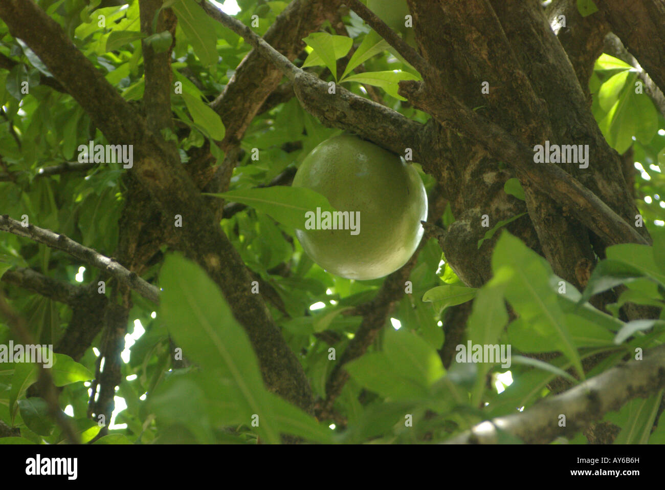 Calabash gourd tree hi-res stock photography and images - Alamy
