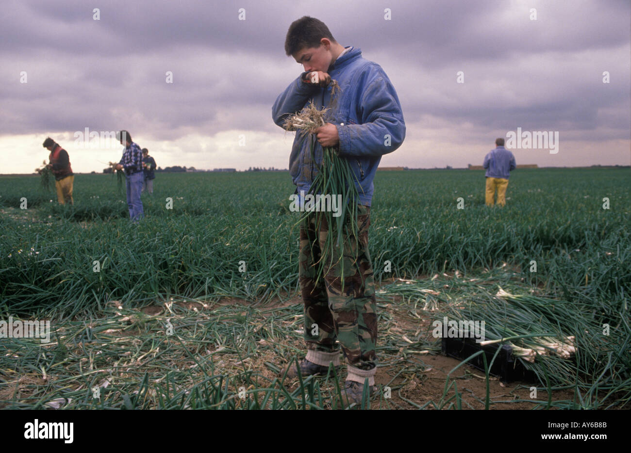 Farming In The Fens High Resolution Stock Photography and Images - Alamy