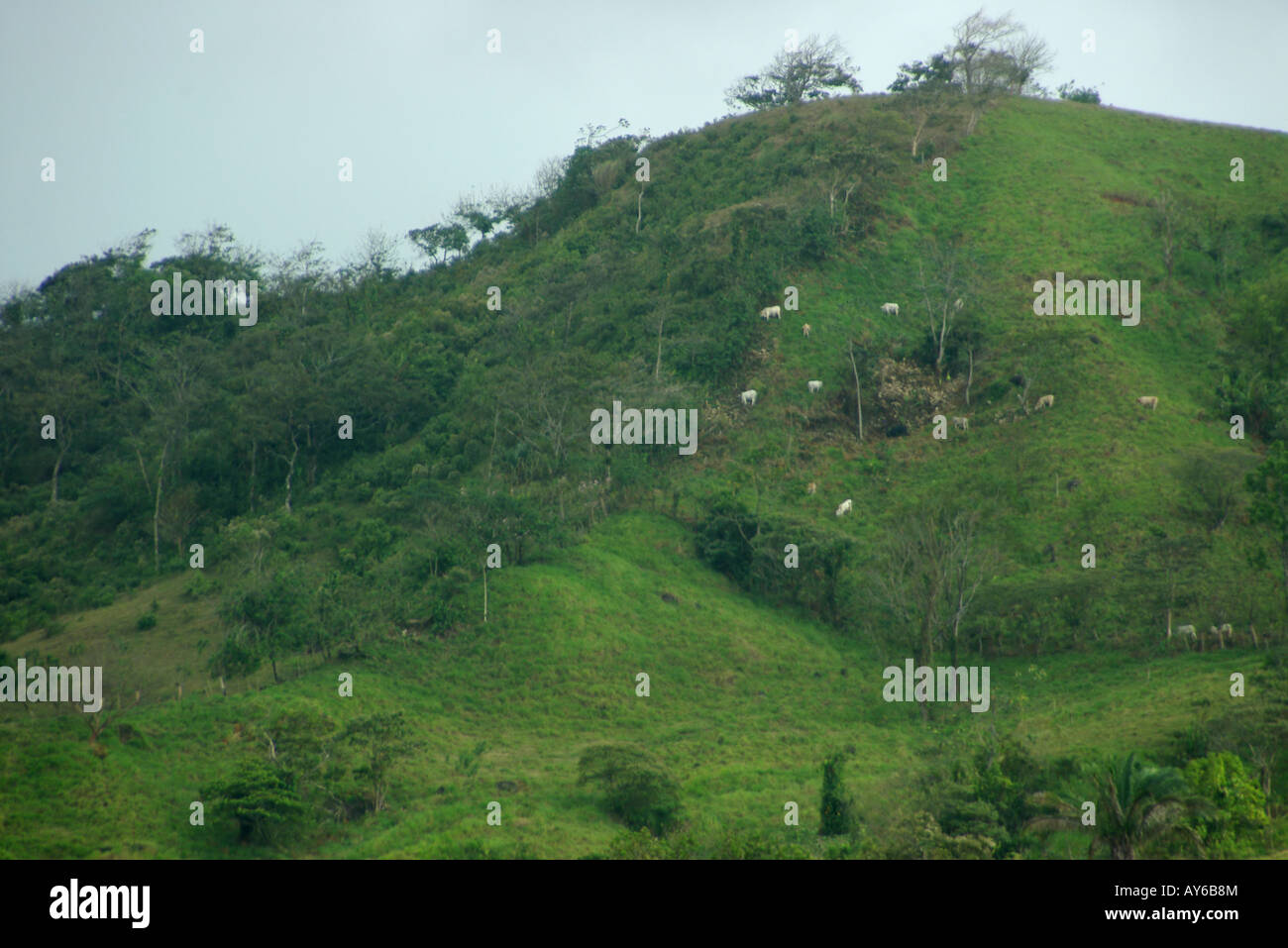 Deforestation in Tropical Panama. This area of tropical rain forest has ...