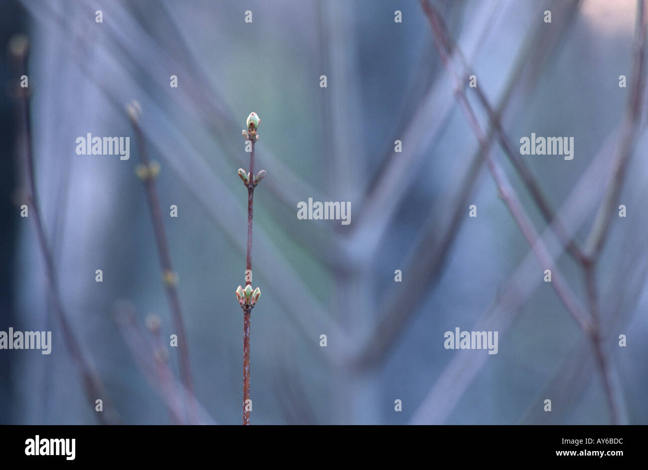 Archetype pattern hi-res stock photography and images - Alamy