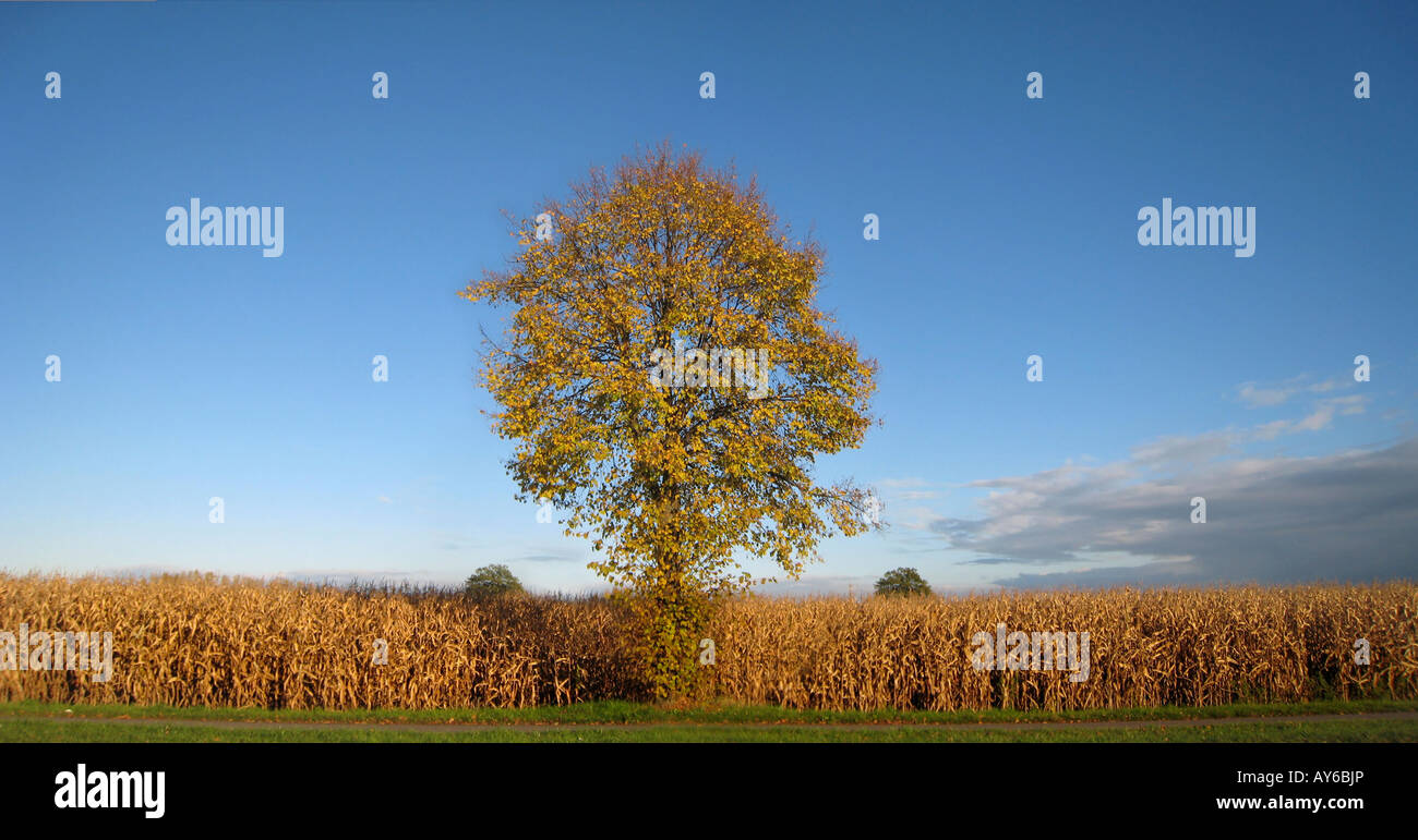 Common lime europe hi-res stock photography and images - Alamy