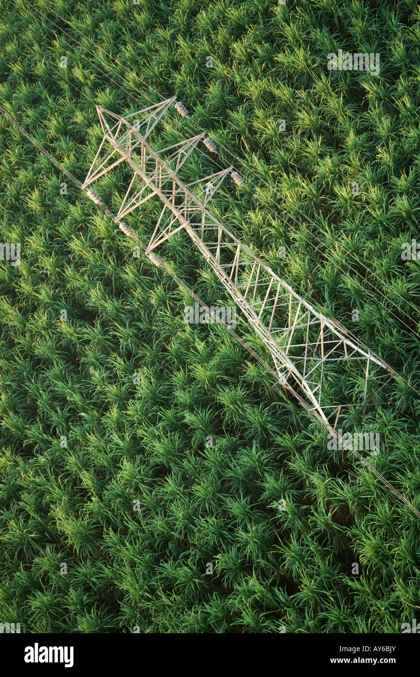 Aerial view of electricity pylon in sugarcane field Stock Photo - Alamy