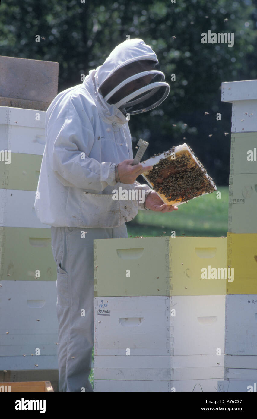 Inspecting a frame during beekeeping Bees build combs in the frames ...