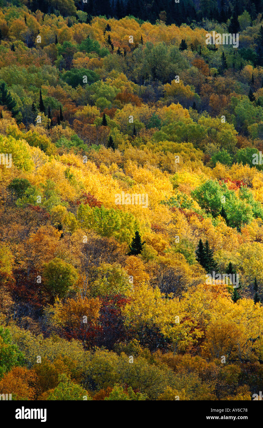 October forest in the Upper Peninsula of Michigan USA Stock Photo - Alamy