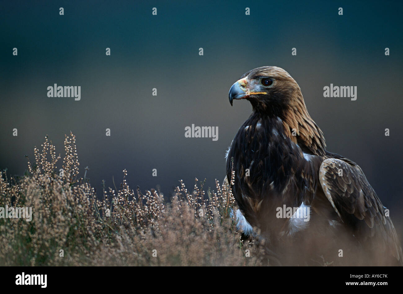 Golden Eagle stood in Scottish Heather Stock Photo - Alamy