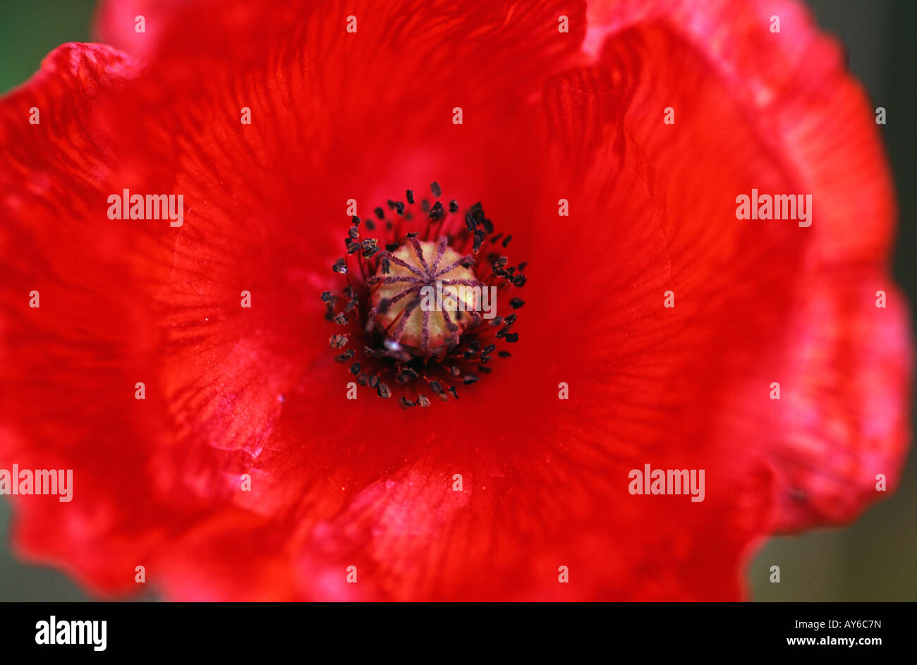 Close up of a single red Poppy Stock Photo - Alamy