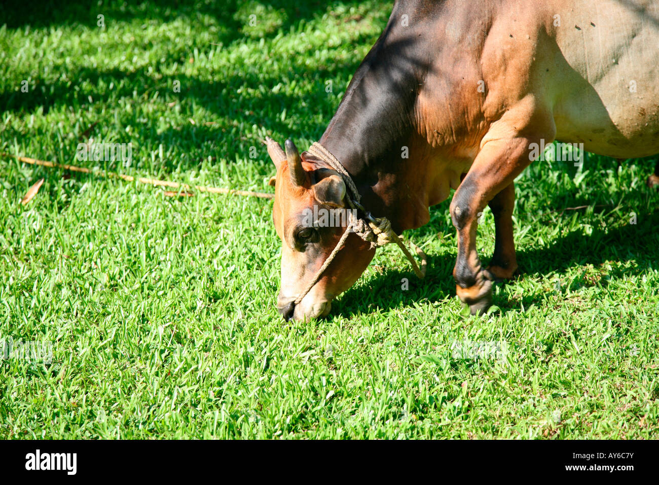 Vechoor hi-res stock photography and images - Alamy