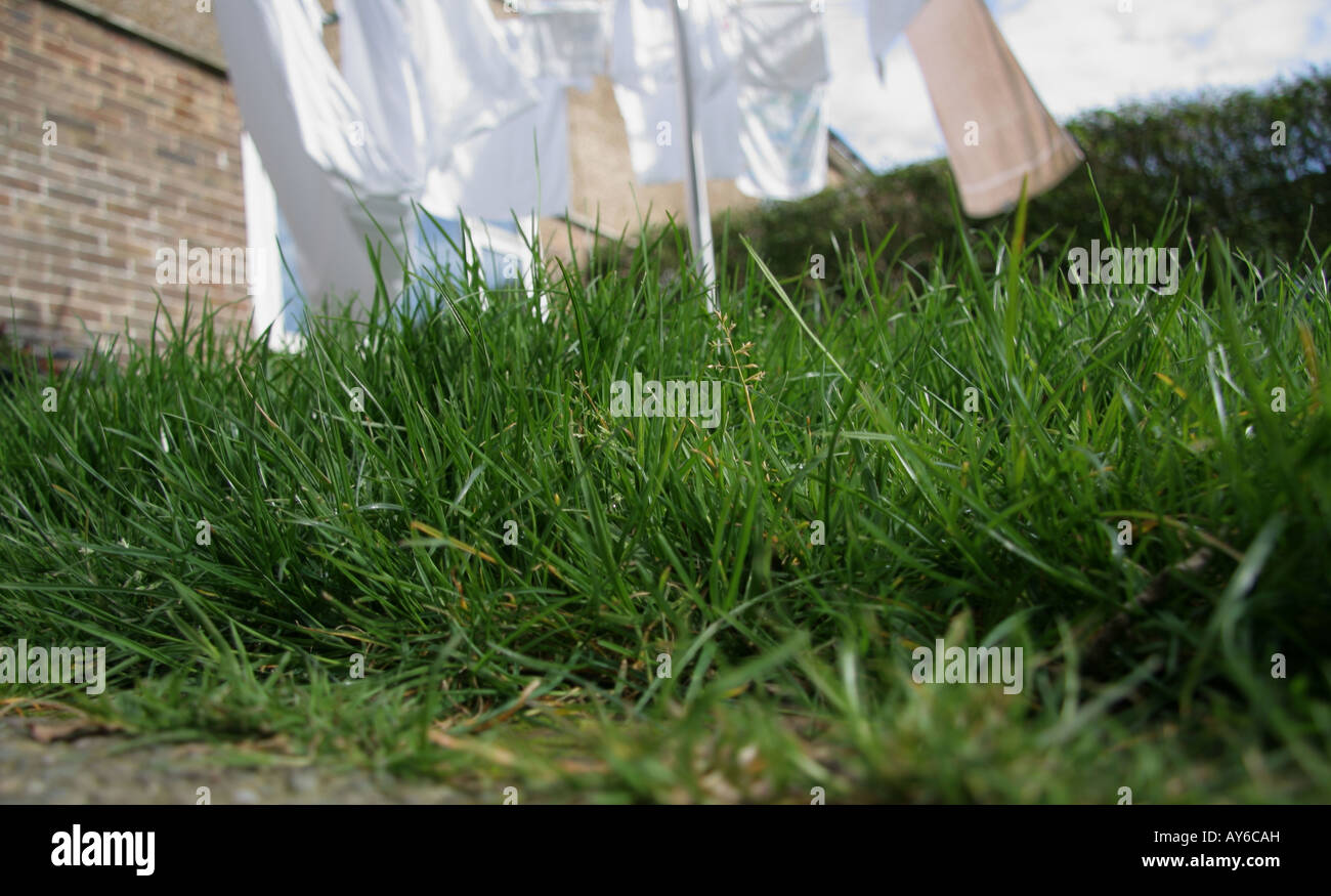Looking through the grass towards white washing blowing dry in the wind ...