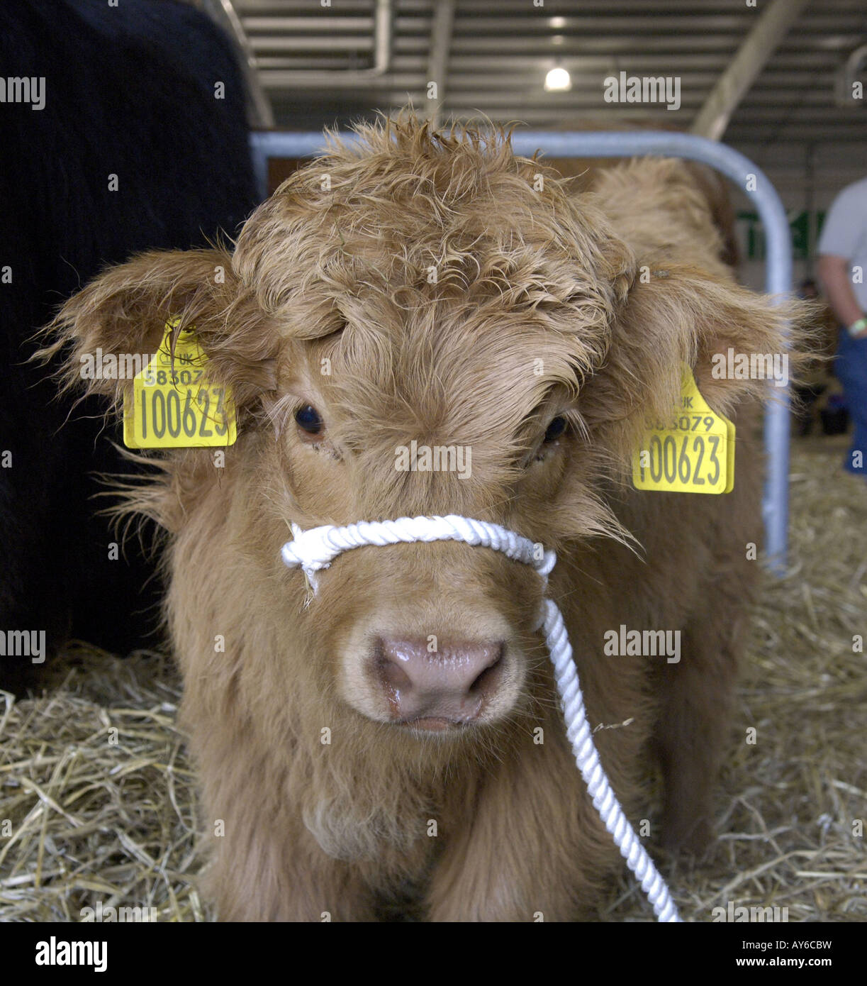 Baby highland cow hi-res stock photography and images - Alamy