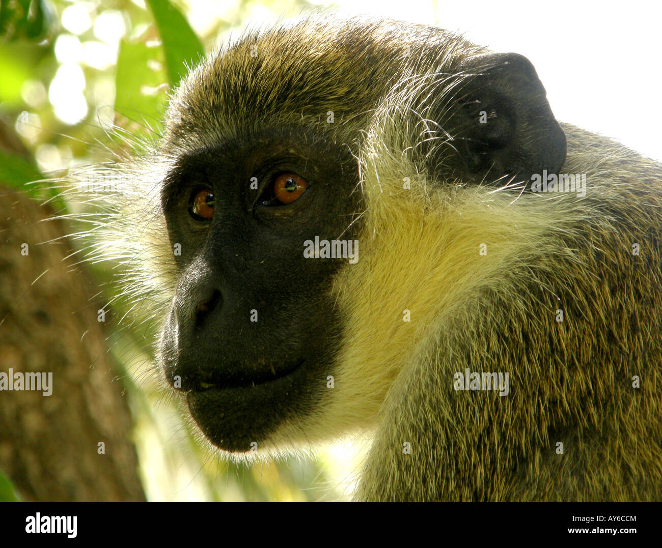 vervet monkey (Chlorocebus pygerythrus) with whiskers looking alert in ...