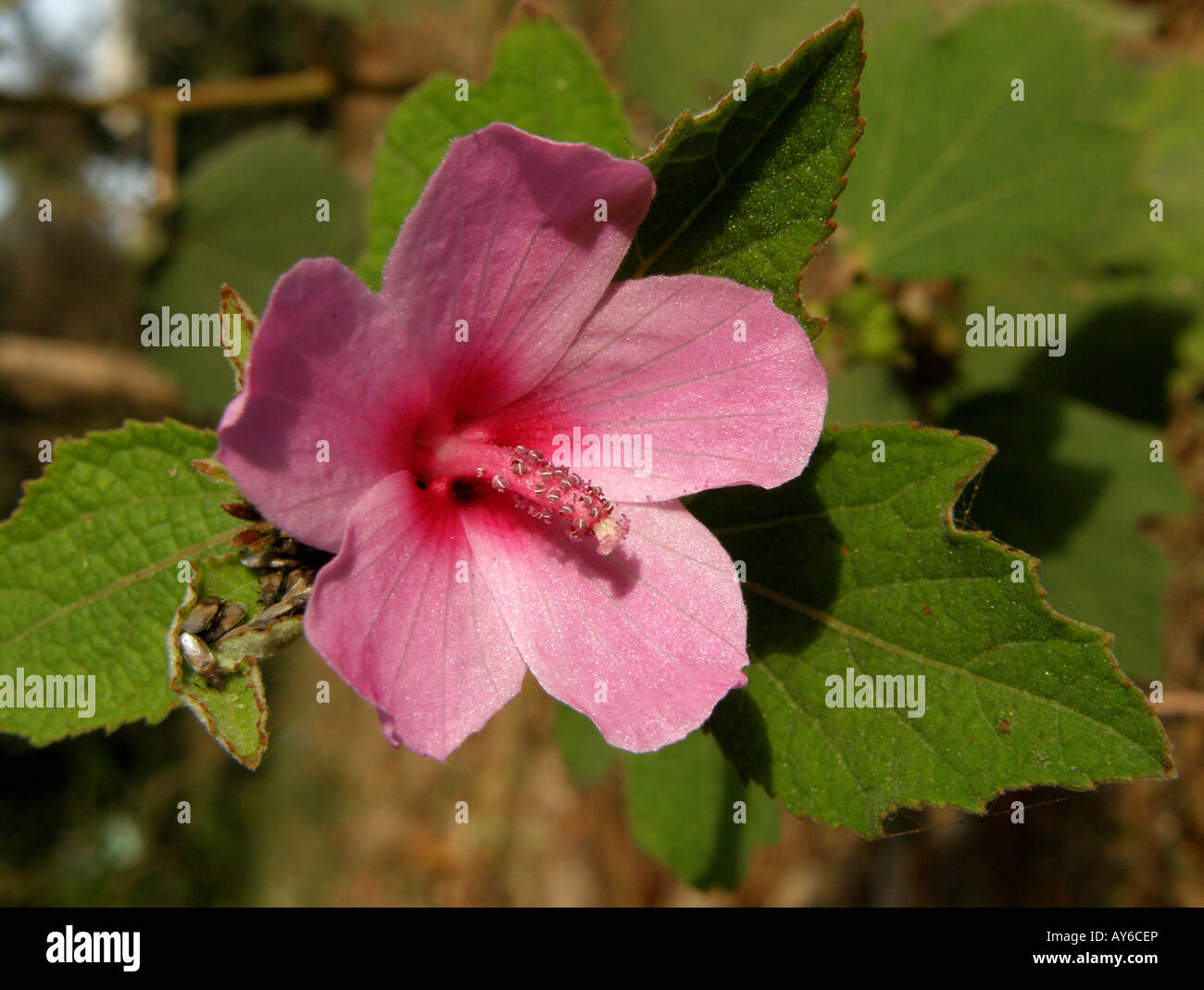 pink flower of tropical shrub in the Mallow family in The Gambia, West ...
