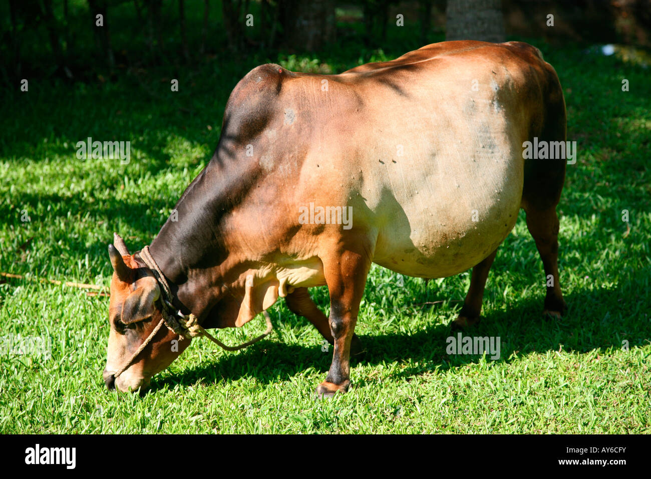 Vechoor cow, an endangered species of cow found in kerala,india Stock ...