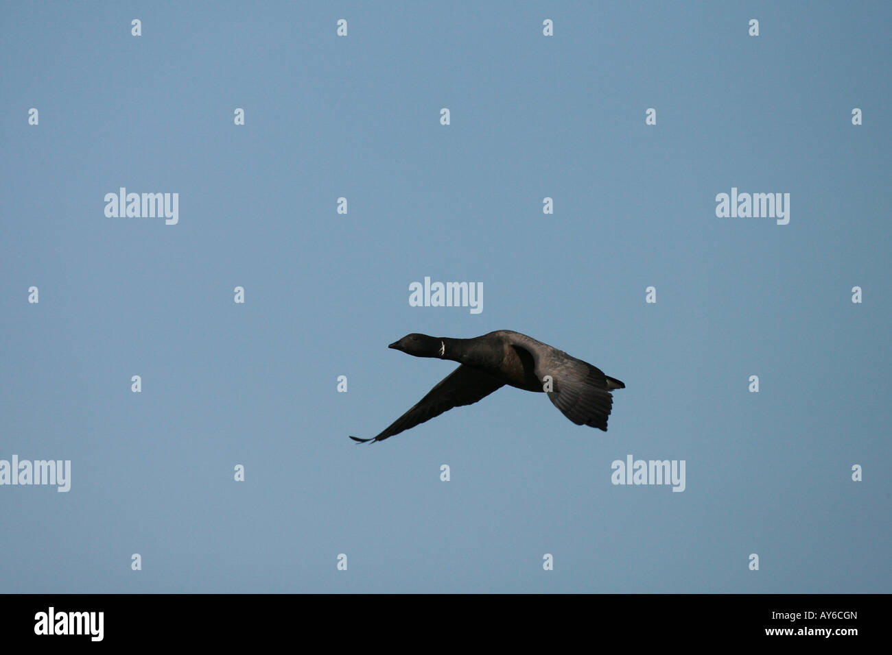Brent goose flying Stock Photo - Alamy