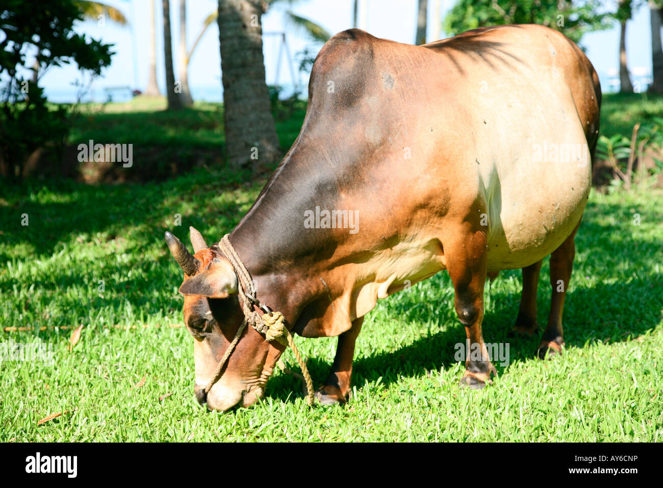 Vechoor cattle hi-res stock photography and images - Alamy