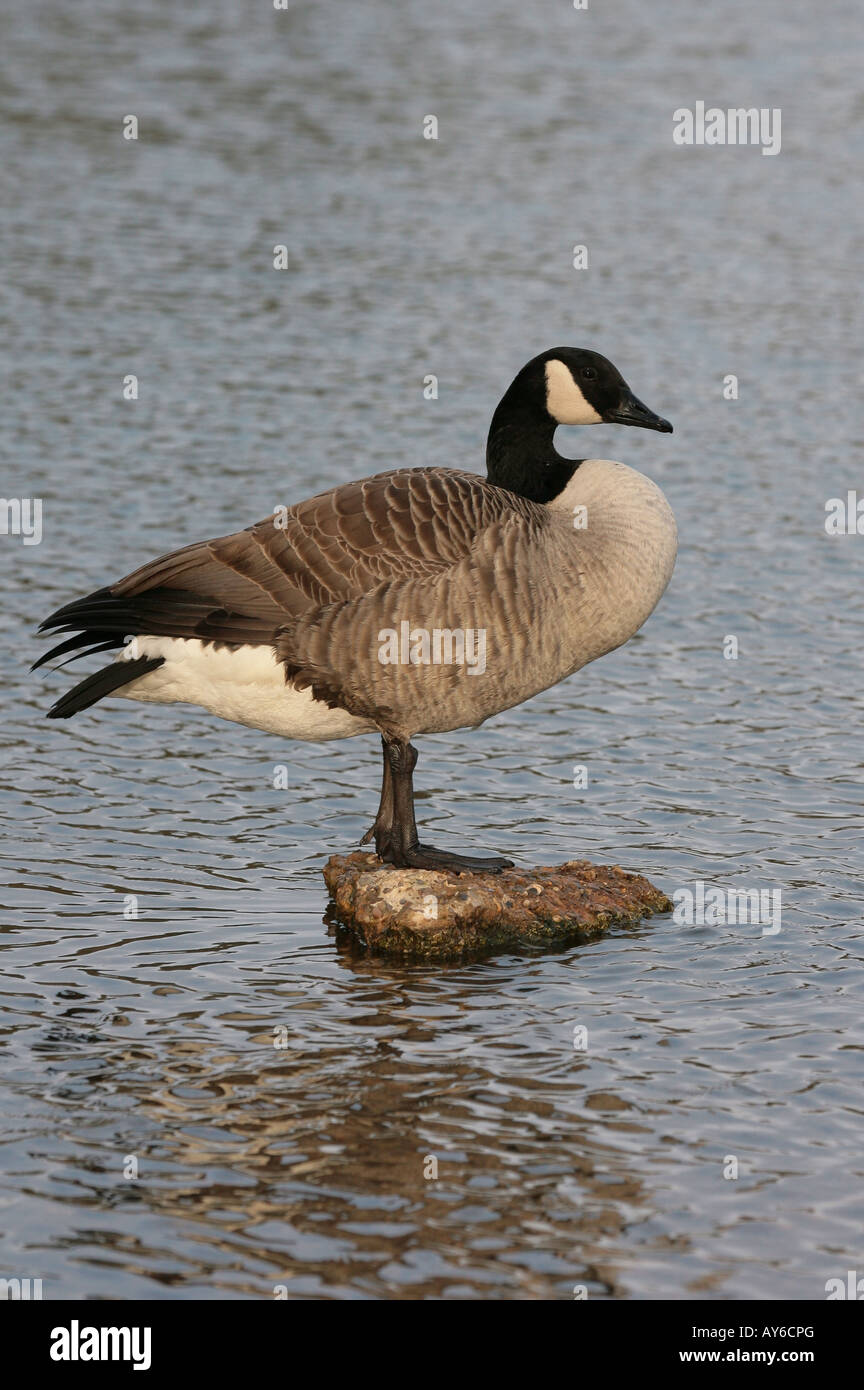 Canada goose standing rock hi-res stock photography and images - Alamy