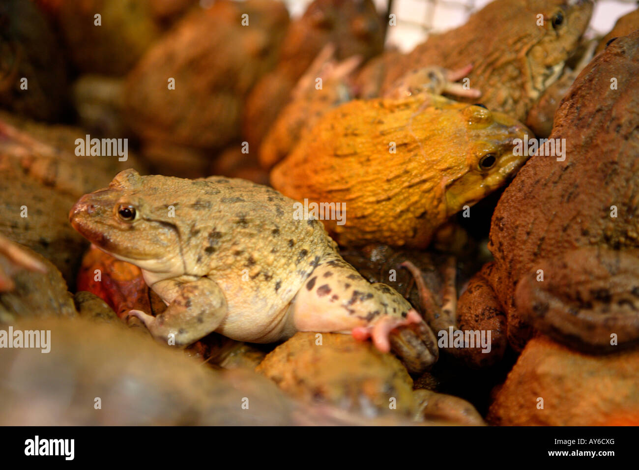 Frogs toads for sale, Tai Po Market, Hong Kong, China Stock Photo - Alamy