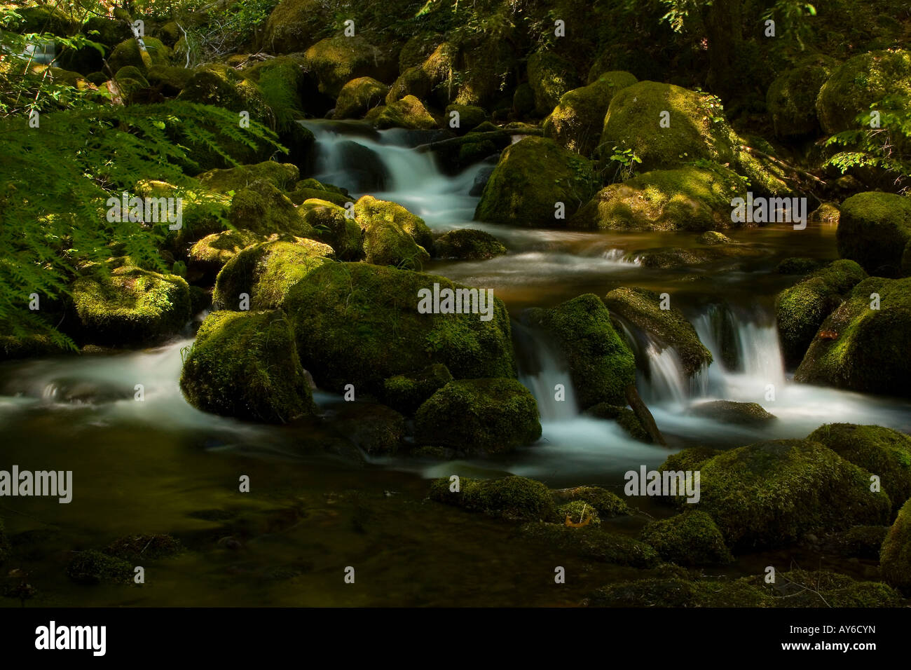 Umpqua national fores hi-res stock photography and images - Alamy