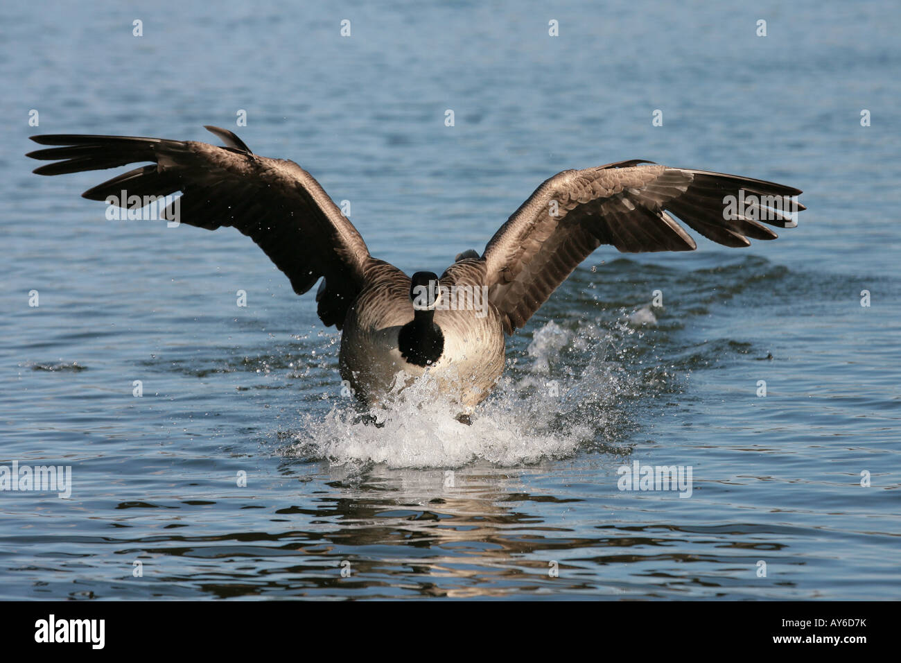 Canada goose landing on water Stock Photo - Alamy