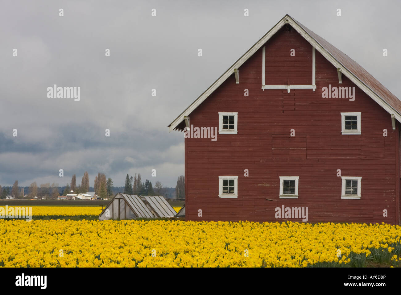 Daffodil field and barn Stock Photo - Alamy