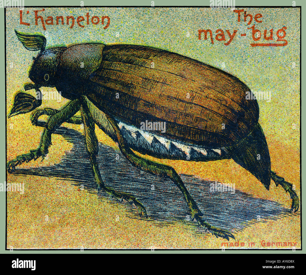 The May Bug "L'hanneton Stock Photo - Alamy