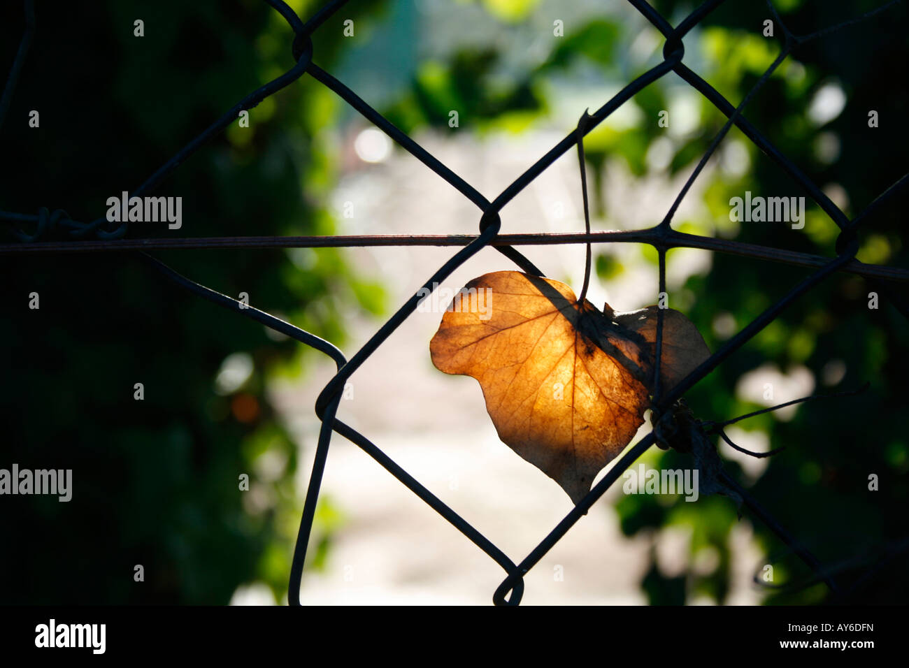 one fallen autumn leaf stuck to fence Stock Photo - Alamy