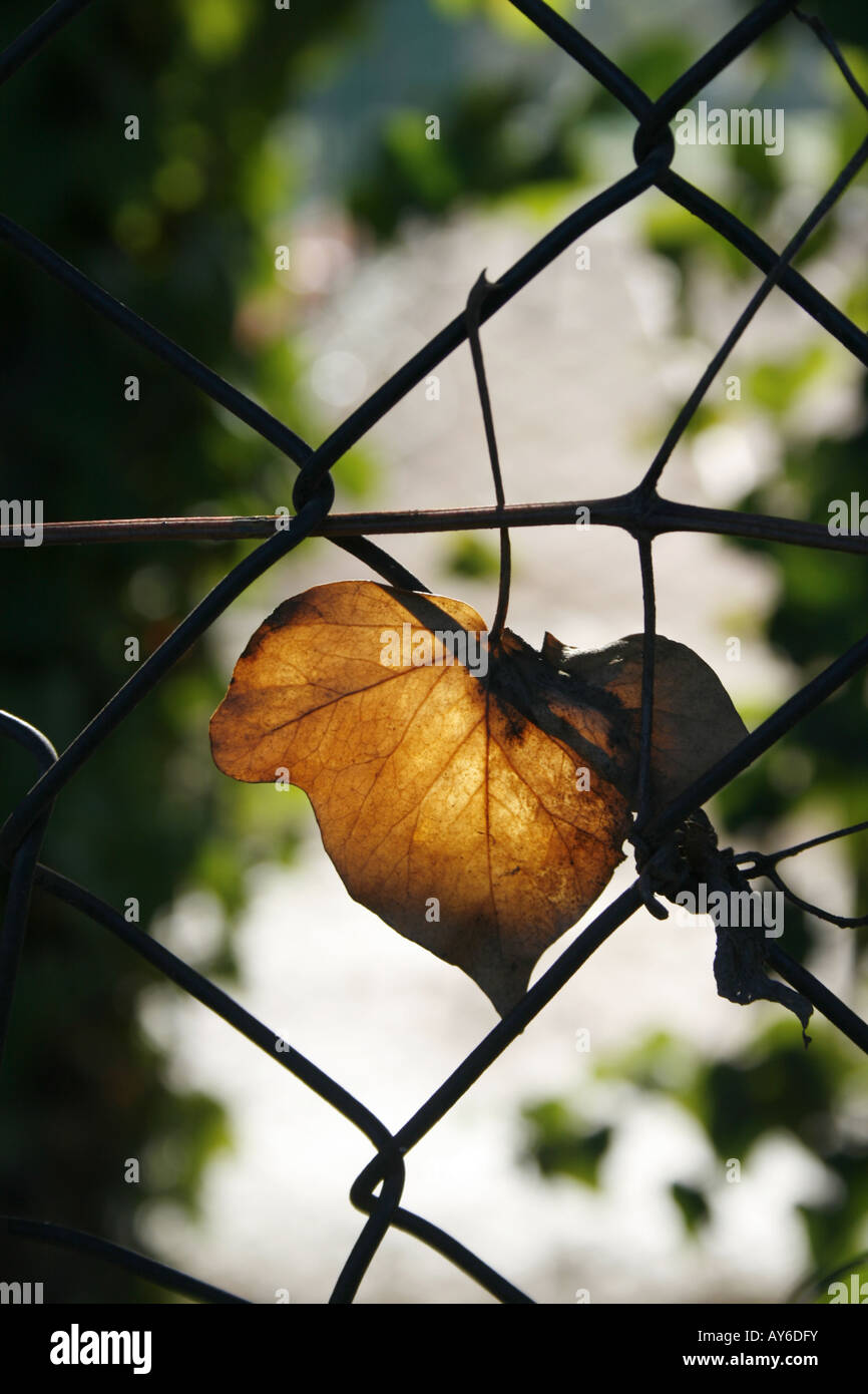 one fallen autumn leaf stuck to fence Stock Photo - Alamy