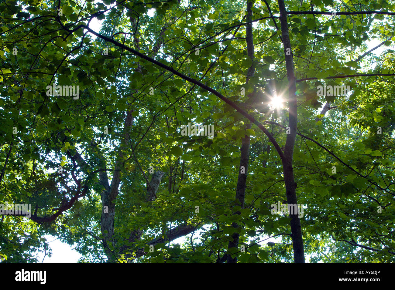 Sun shines through tree branches Stock Photo - Alamy