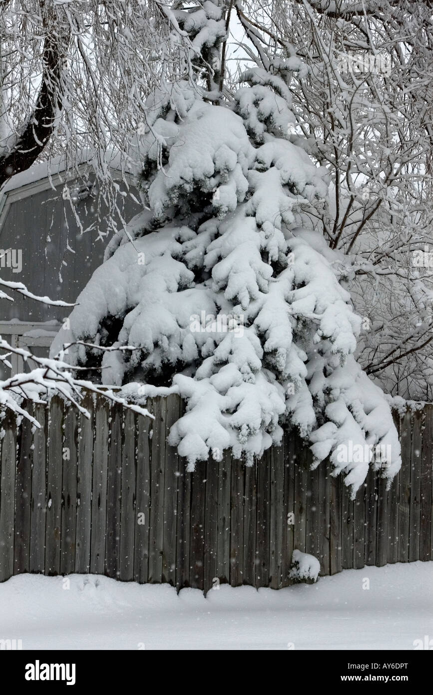 Spruce tree covered with falling heavy snow Stock Photo - Alamy