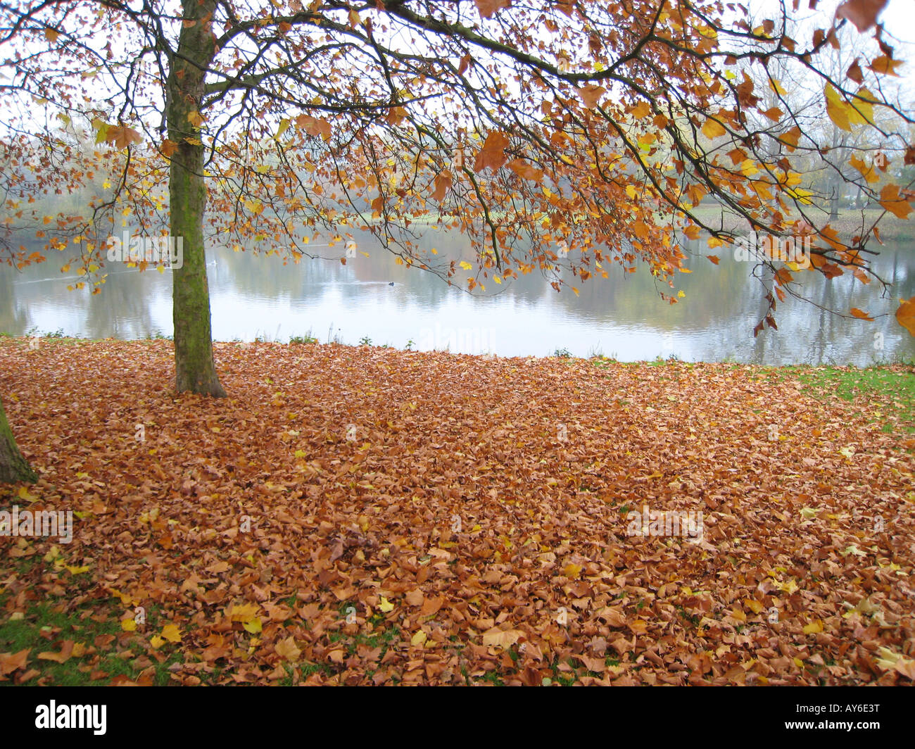 Fallen london plane tree leaf hi-res stock photography and images - Alamy