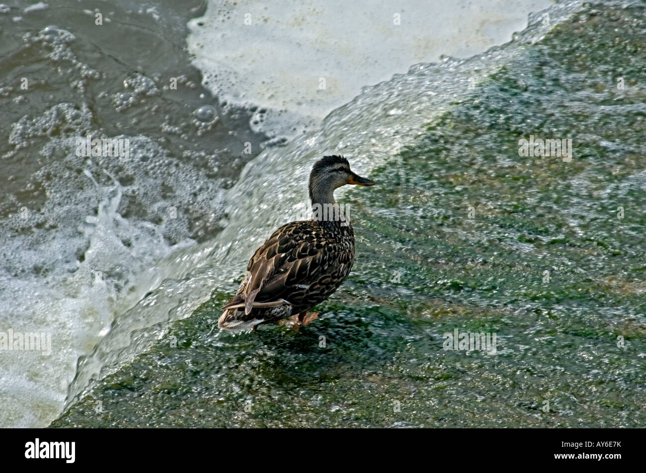 Female Mallard Duck walking on edge of dam Stock Photo - Alamy