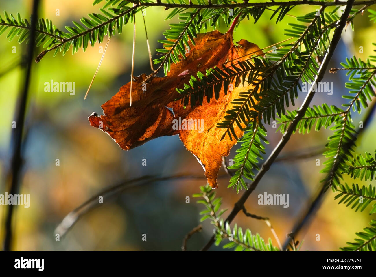 Fir leaf hi-res stock photography and images - Alamy