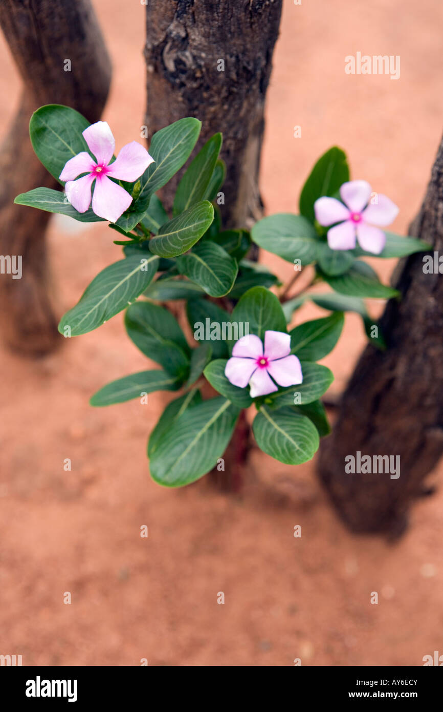 Flower Catharanthus roseus (Madagascar Periwinkle Stock Photo - Alamy