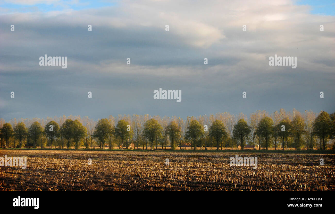 line of trees on the horizon in early evening Stock Photo - Alamy