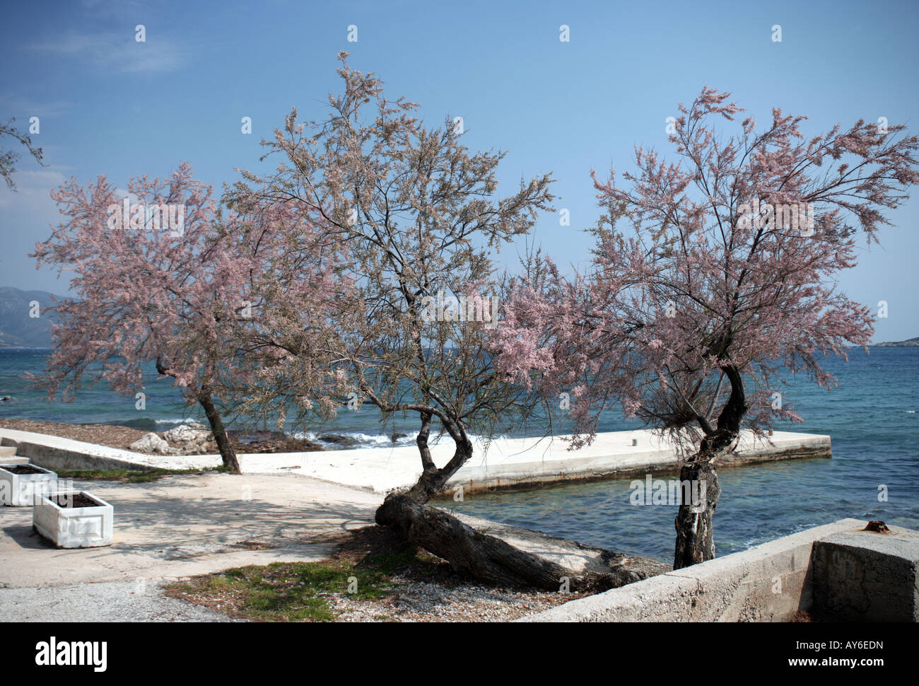 Tamarisk trees in bloom Adriatic Sea Croatia Stock Photo - Alamy