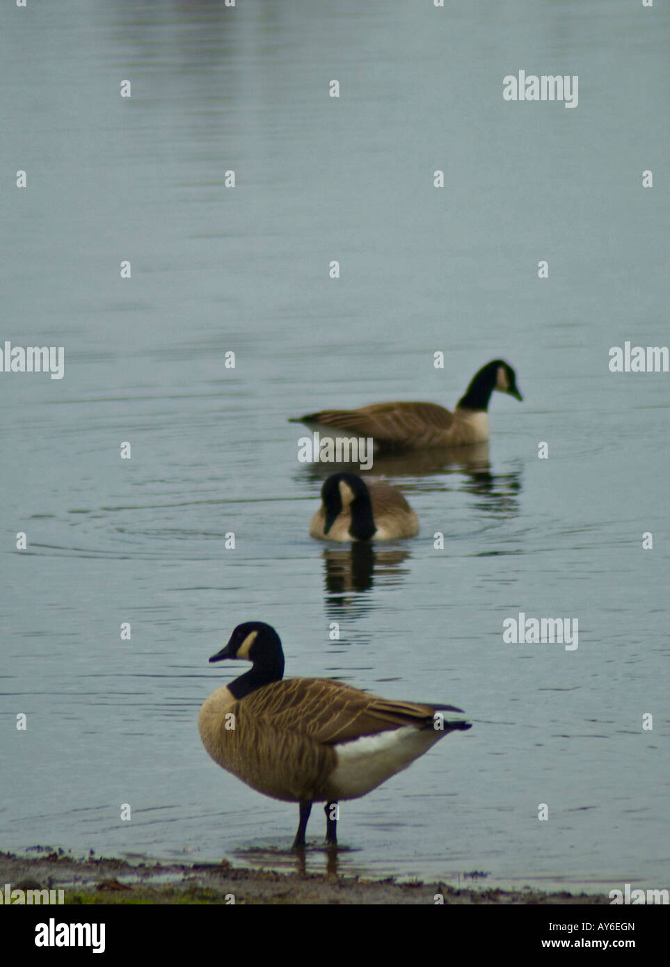 Three Canada Geese Stock Photo - Alamy