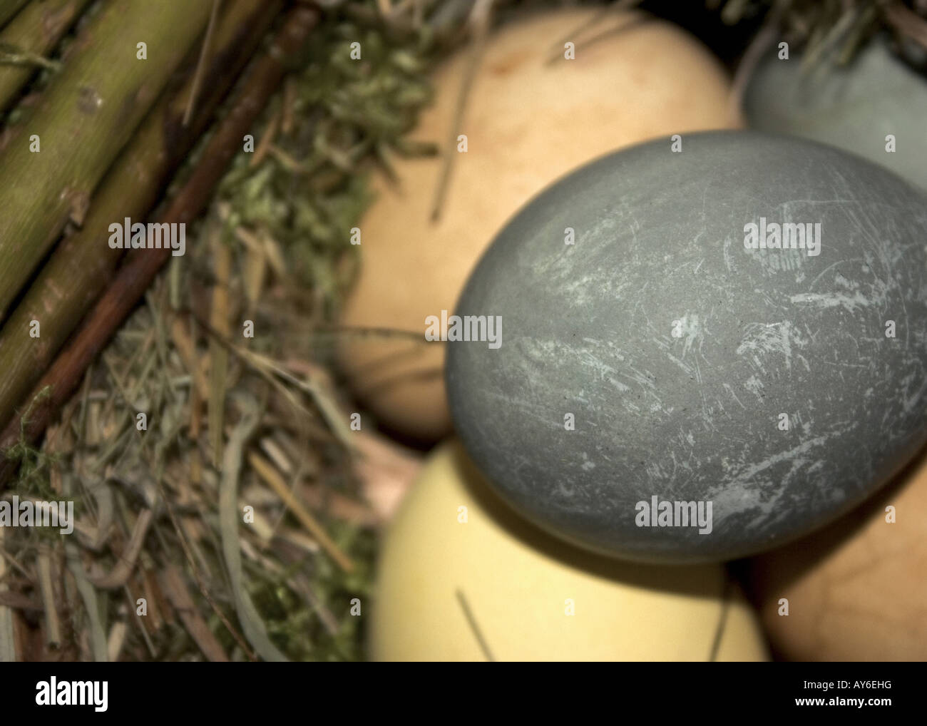 Easter colored eggs in nest Stock Photo - Alamy