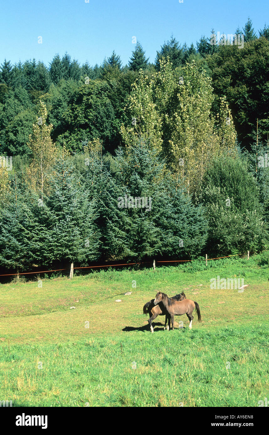Limousin horse hi-res stock photography and images - Alamy