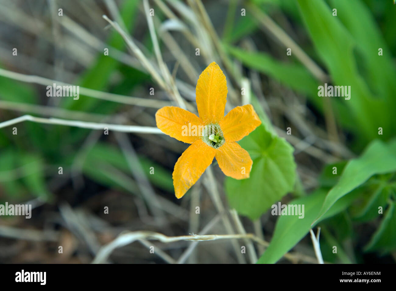 Namibian tropical flower hi-res stock photography and images - Alamy