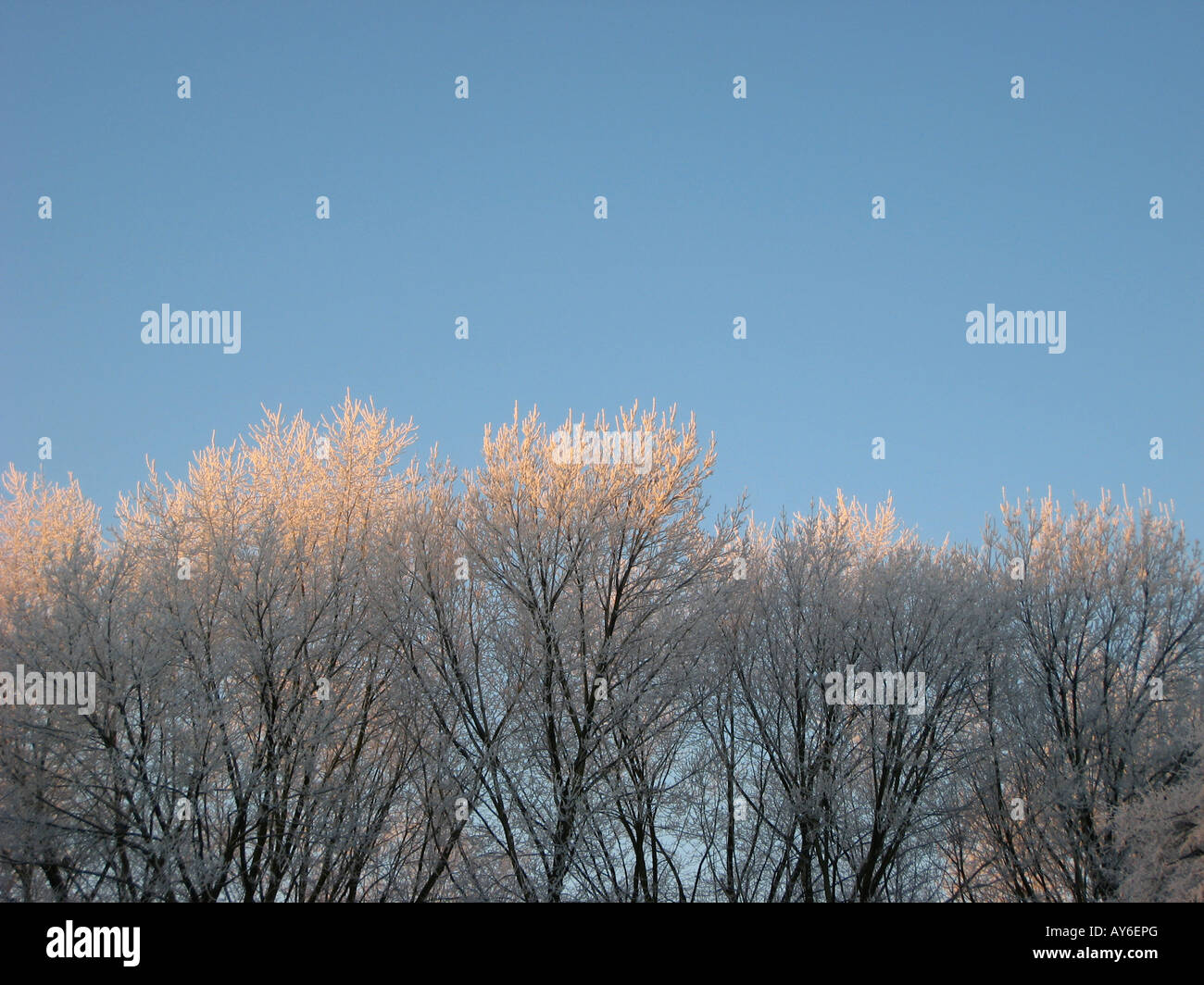 treetops of common ash covered with hoarfrost under blue arctic morning ...