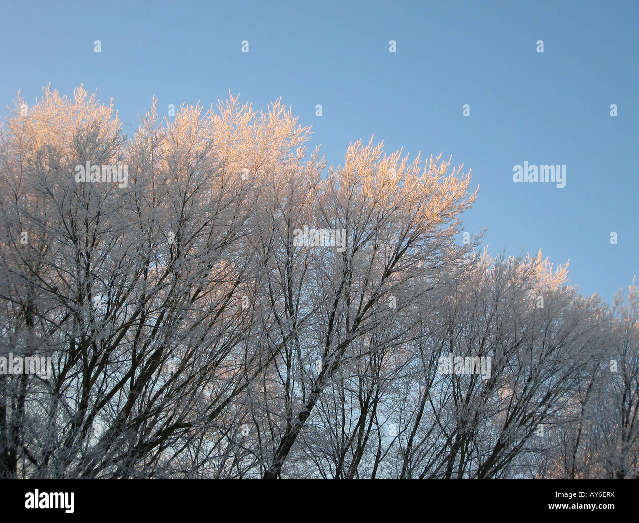 treetops of common ash covered with hoarfrost under blue arctic morning ...