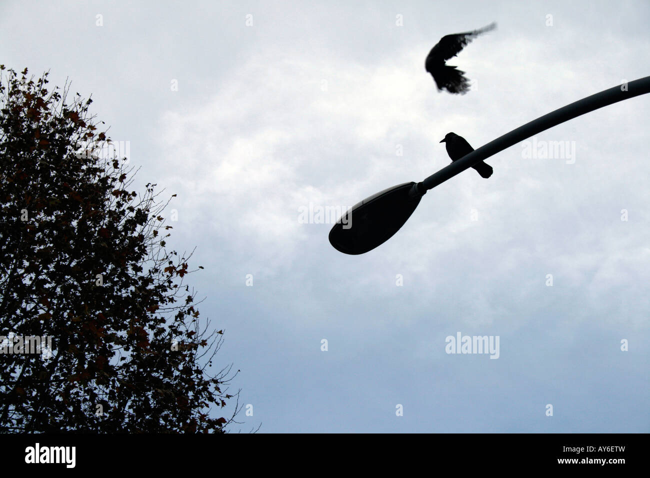 two birds flying fast by lamp post in sky Stock Photo - Alamy
