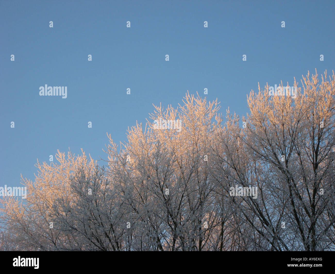 treetops of common ash covered with hoarfrost under blue arctic morning ...