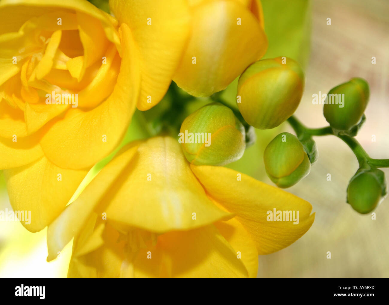 Yellow Freesia close-up Stock Photo - Alamy
