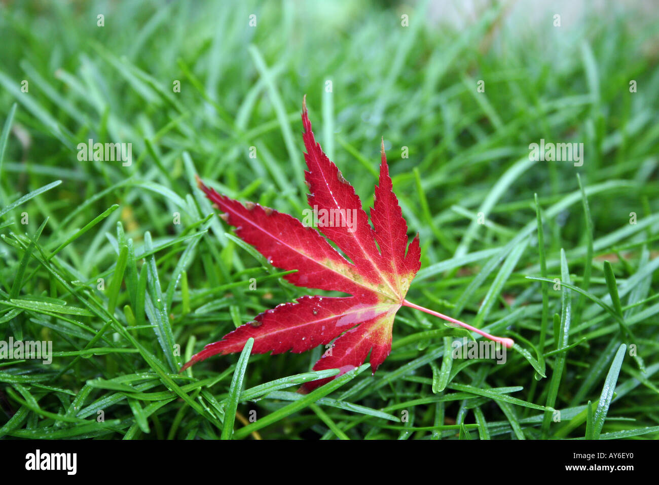 Intense red japanese maple hi-res stock photography and images - Alamy